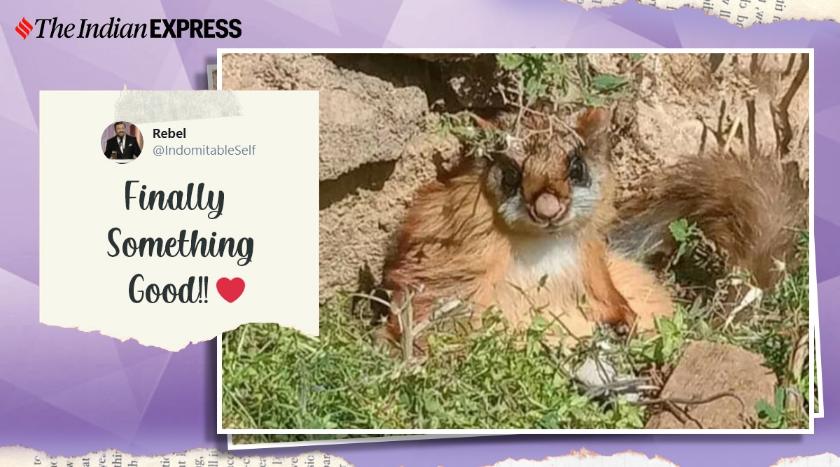 Netizens cheer after squirrel thought to be extinct surfaces in ...