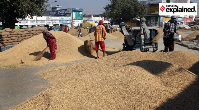 Punjab: Behind low yield of high-yield Basmati variety, early sowing ...