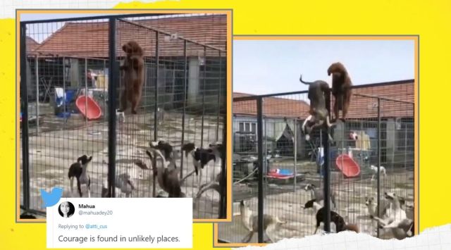 ‘The great escape’: This dog is showing the meaning of ‘hope’ and ...