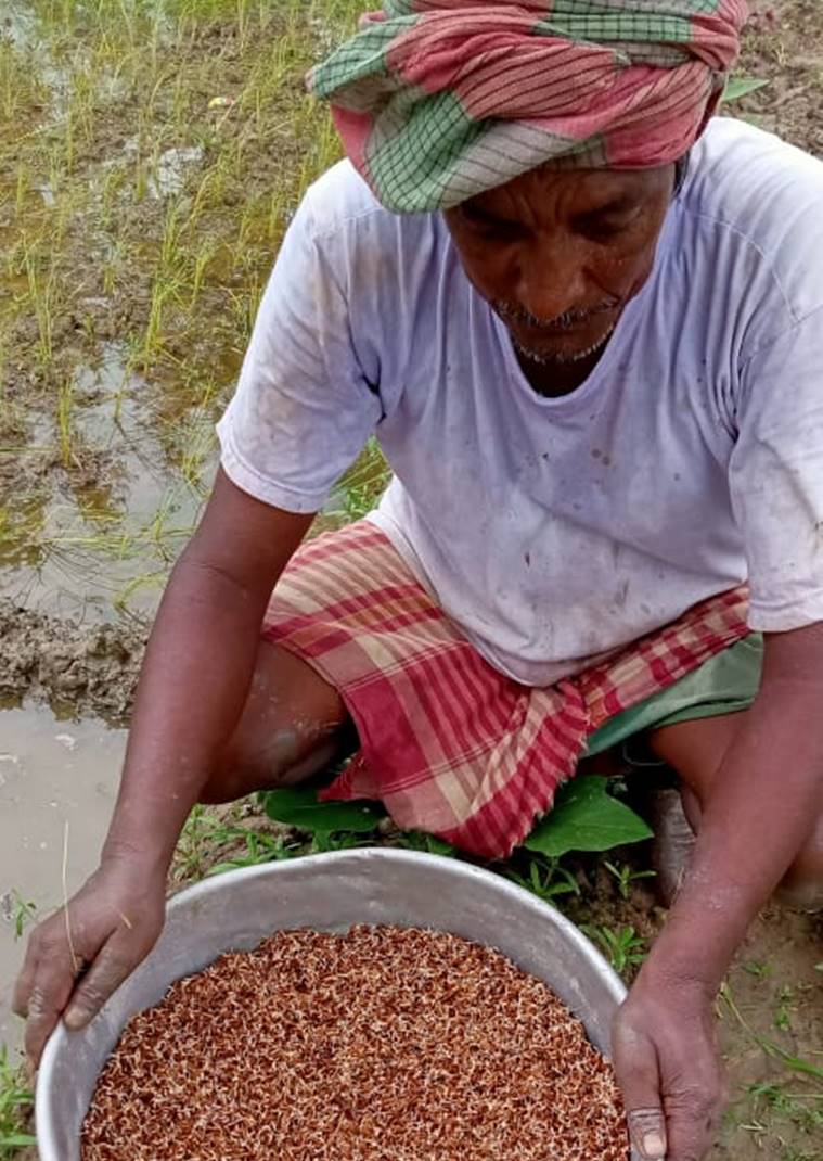 A Kerala rice variety could be answer to troubles of cyclone-hit Bengal ...