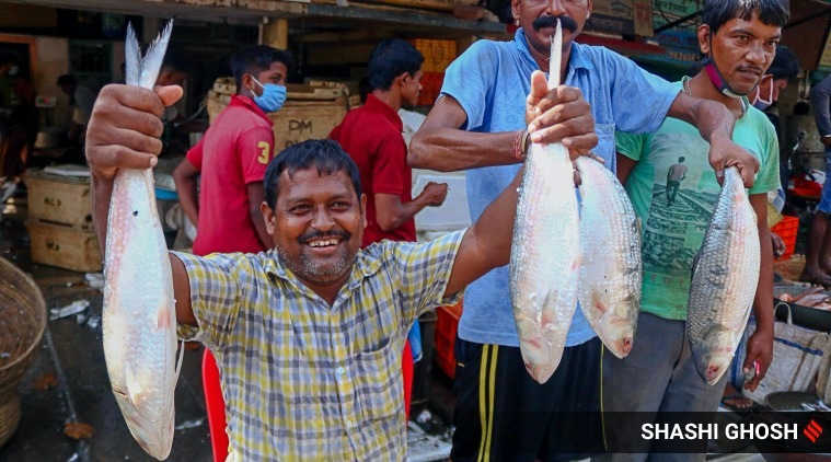 Hilsa from Bangladesh brings cheer in West Bengal fish markets | India ...