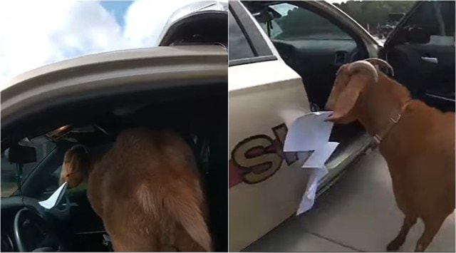 No kidding: Goat gets into police officer’s patrol car and eats ...