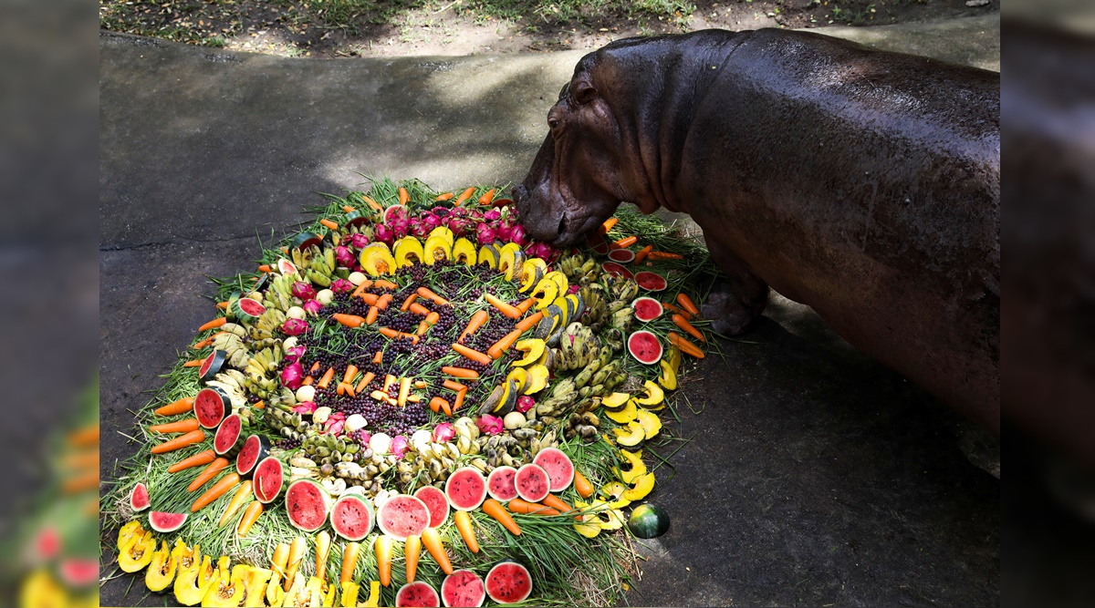 Thailand’s oldest hippopotamus’s birthday celebrated with song, ‘cake ...