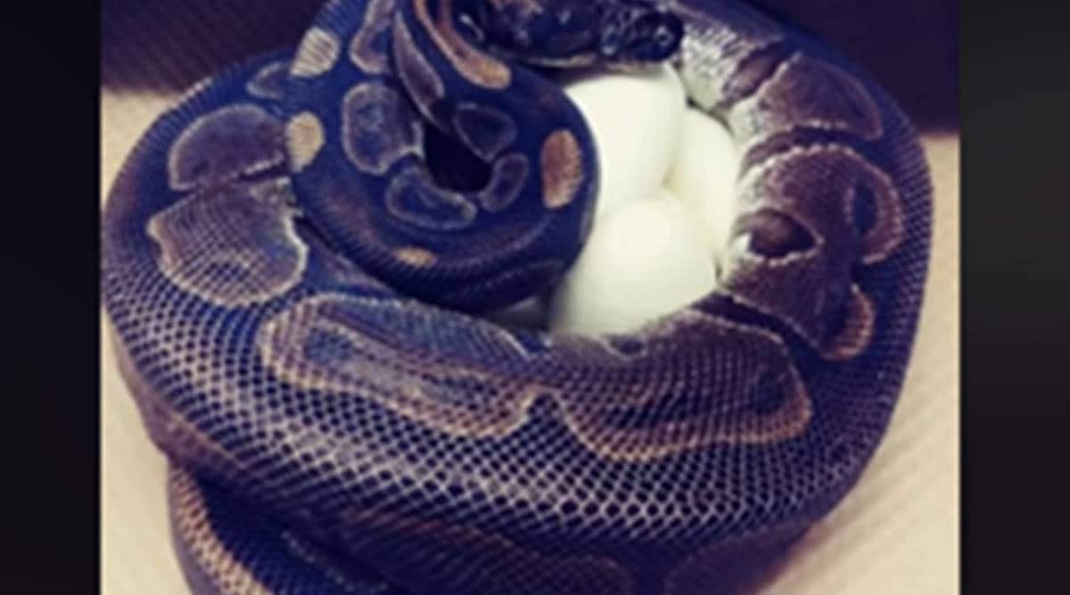 Ball python lays 7 eggs at US zoo without being around any male for ...
