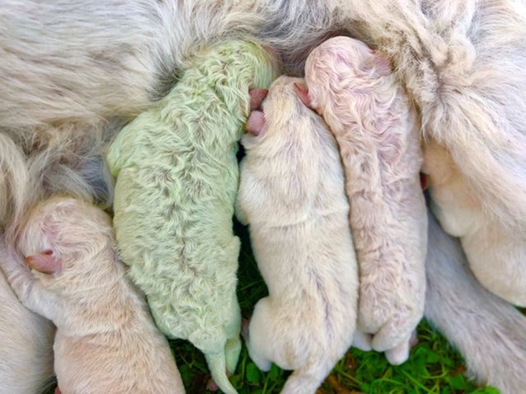 ‘Unfur-gettable’: Puppy with green fur born in Italy’s Sardinia ...