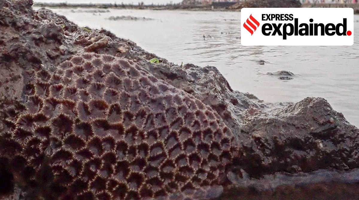 Explained: How corals off Mumbai’s coast will be moved | Explained News ...