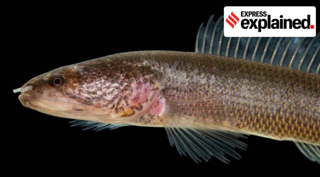 Explained: A 100 million-year-old fish in Kerala, named after a ...