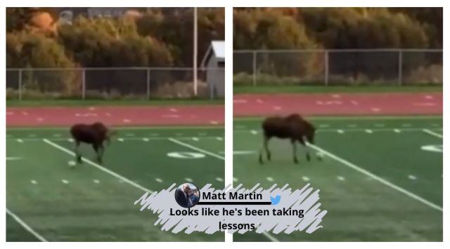 Watch: Moose halts soccer game in Alaska, shows off dribbling skills ...