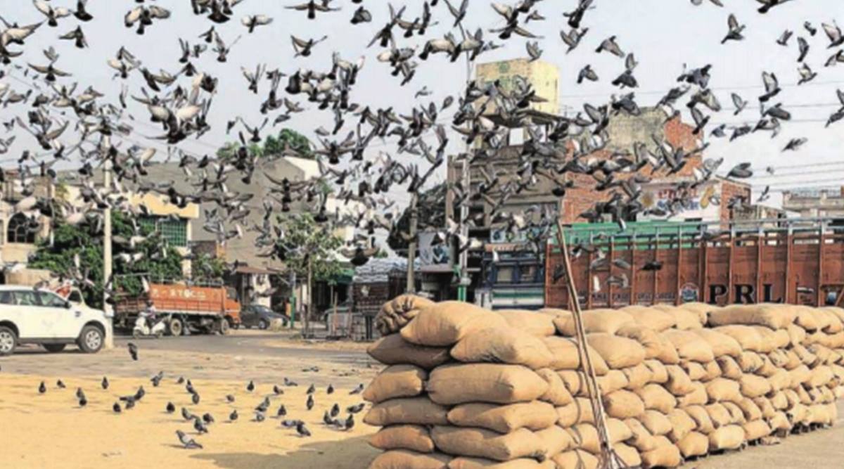 Latest News on Punjab Mandi Board: Get Punjab Mandi Board News Updates ...