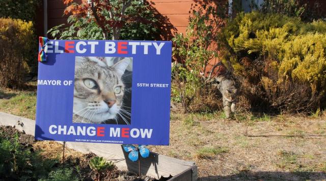 Oakland neighborhood fight election anxieties as cats and dogs are ...