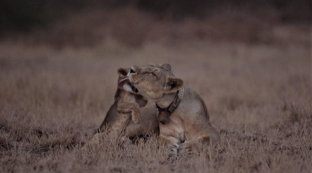 Govt requests Telangana to transfer two pairs of breeding lions for ...