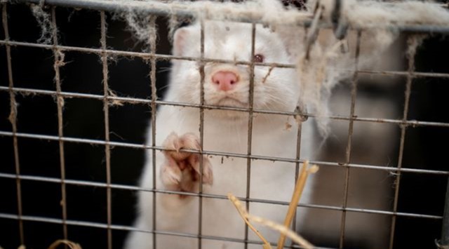 ‘Zombie mink’ rise from graves after mass culling over Covid-19 fears ...
