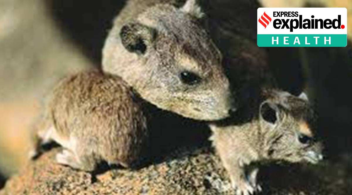 What is Chapare virus?