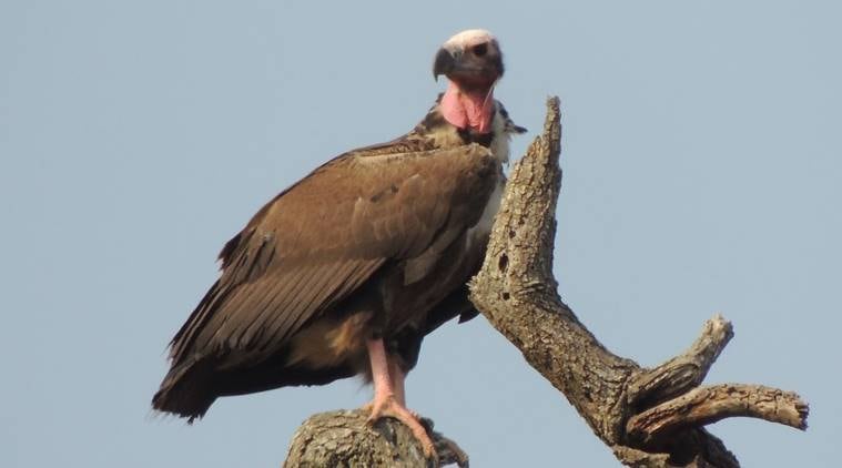 Hope rises from the dead as red-headed vultures are spotted again in ...
