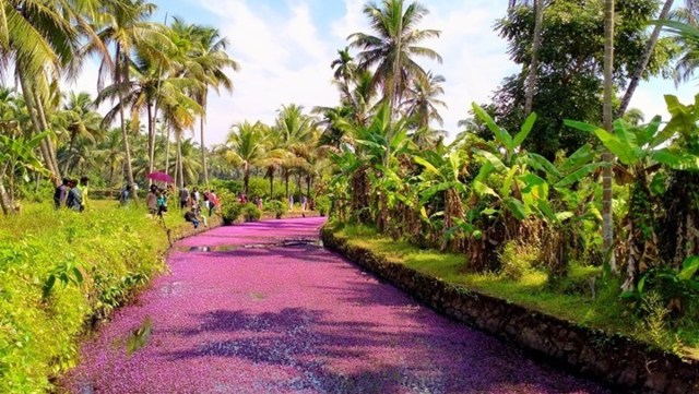 A ‘pink bloom’ phenomenon is drawing tourists to this Kerala village ...