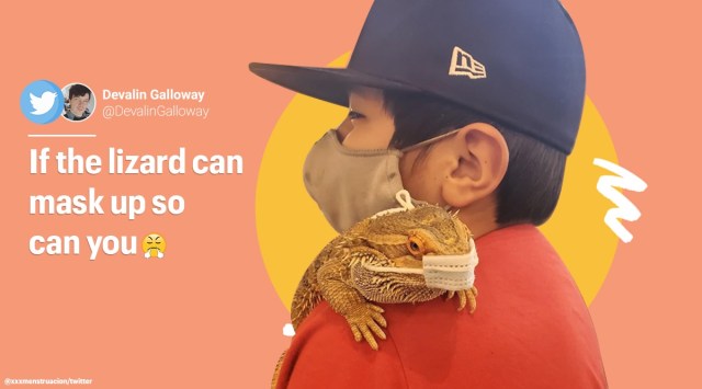 ‘What’s your excuse?’: Photos of a pet lizard wearing face mask ...