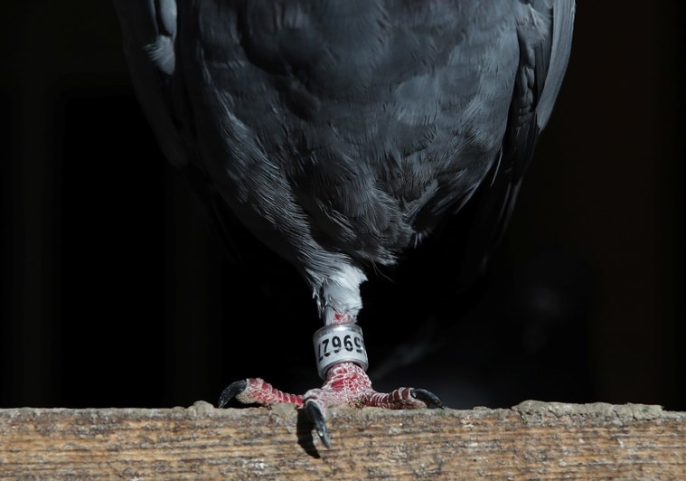 Belgian racing pigeon ‘New Kim’ sold for record price of 1.6 million ...