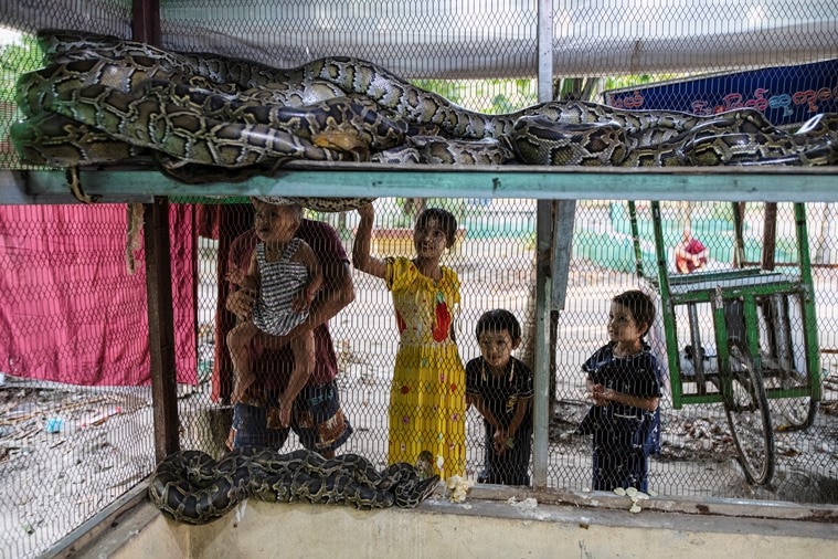 Myanmar monk saves snakes from the black market, offers shelter in ...