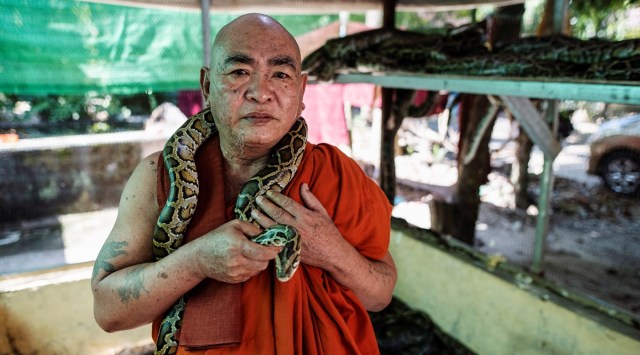 Myanmar monk saves snakes from the black market, offers shelter in ...