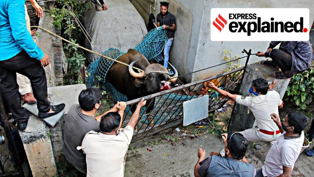 Explained: After death of a Gaur in Pune, lessons on how to avoid such ...