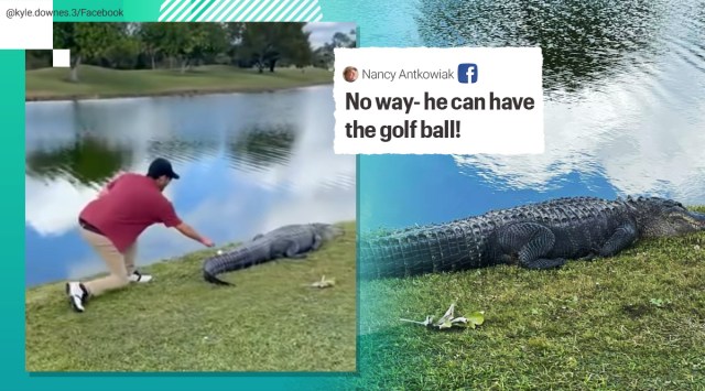 Watch: Florida man picks up golf ball that was on an alligator’s tail ...