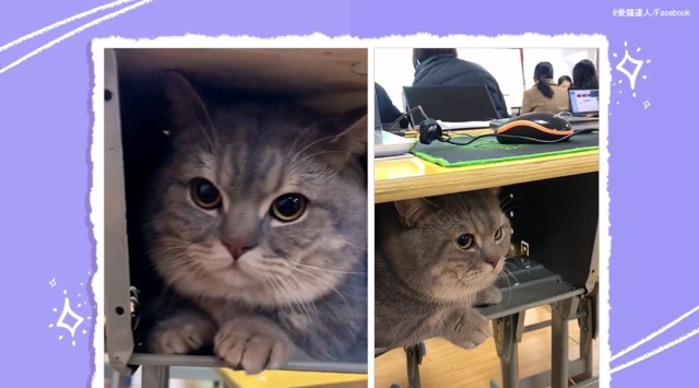 ‘Well behaved’ cat that was sneaked into a class becomes internet ...