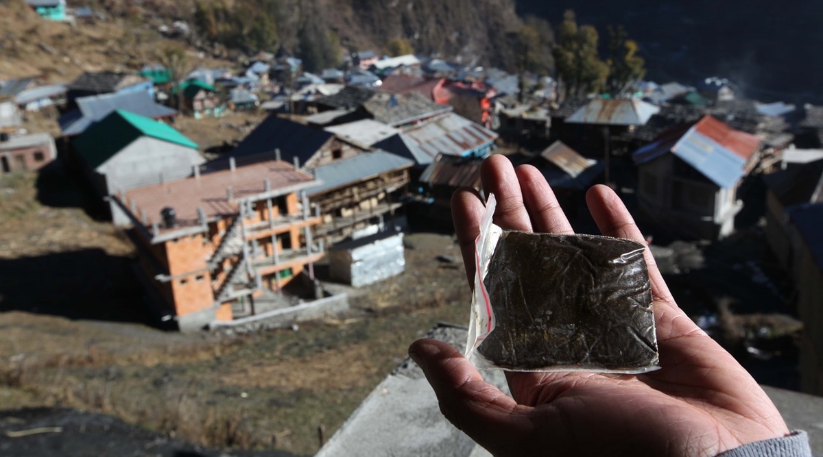 Explained: What is Mallana Cream, Himachal’s unique cannabis product ...