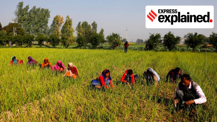 Explained: What is Jharkhand’s crop relief scheme that will replace PM ...
