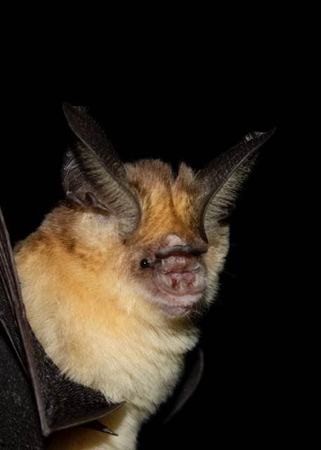 Conservation plan on table to save bat species in Kolar caves | India ...