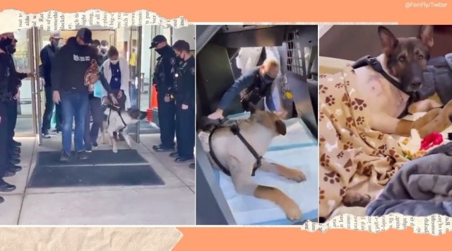 Watch: Police dog shot at during duty recovers, receives a hero’s ...