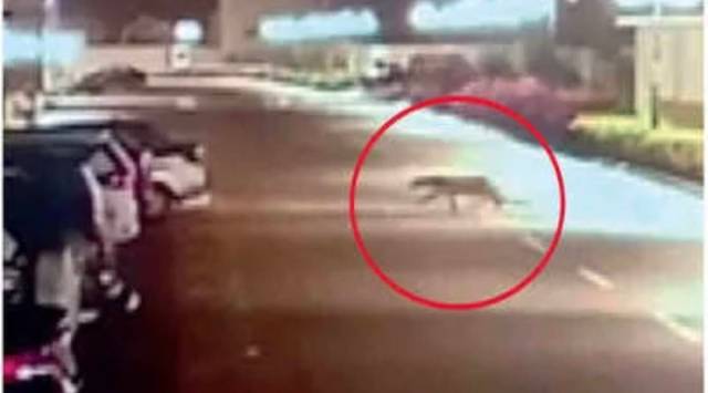 CCTV footage shows leopard roaming around parking area of Bengaluru ...