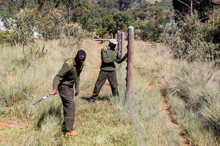 In Kenya, electric fences protect forests from human destruction ...
