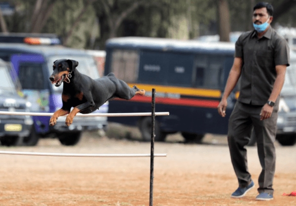 Maharashtra: New service manual, training school for police dogs on ...