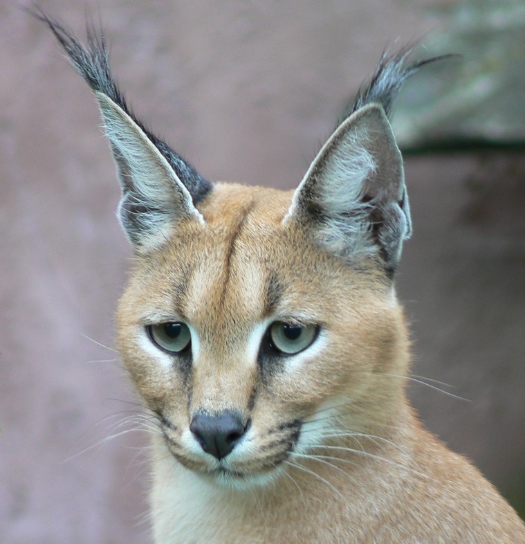 Explained: The caracal, a favourite of royals, now critically ...