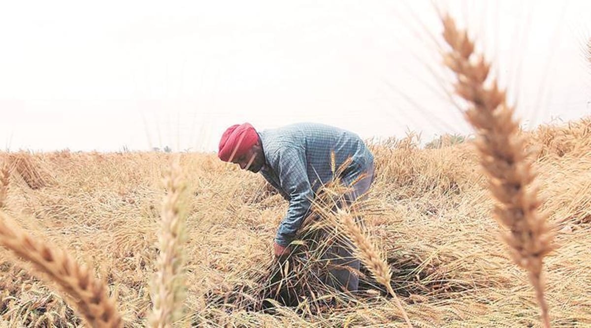 No intention to remove Arthiyas from mandi system: Ministry | India ...