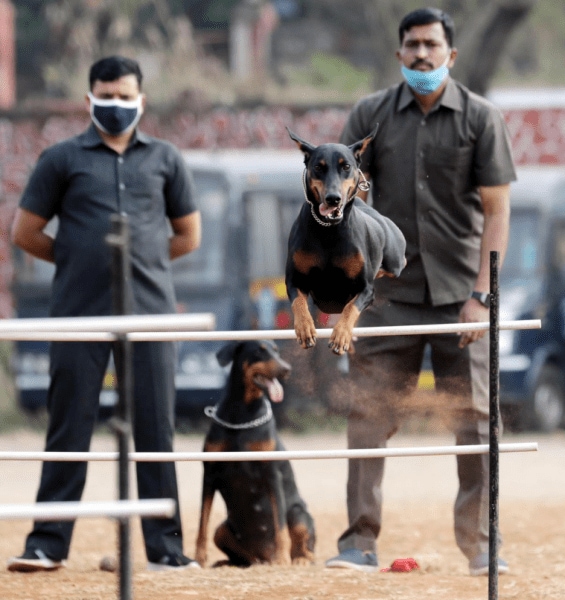 Maharashtra: New service manual, training school for police dogs on ...