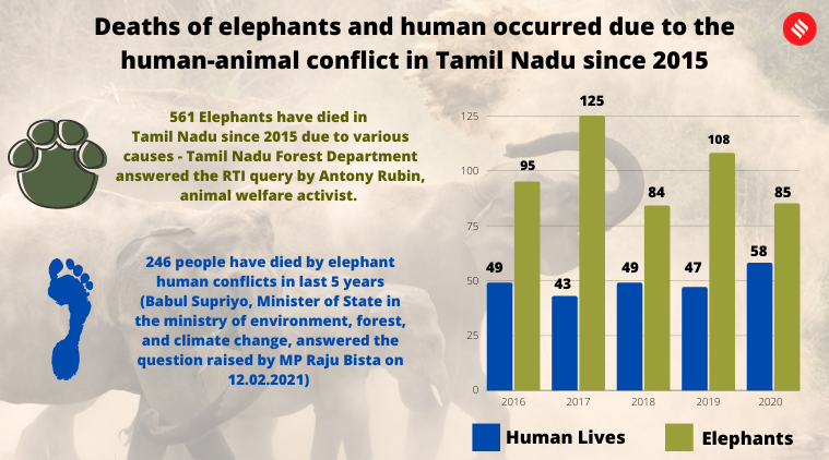 Hunger Games: What is worsening man-elephant conflict in the Nilgiris ...