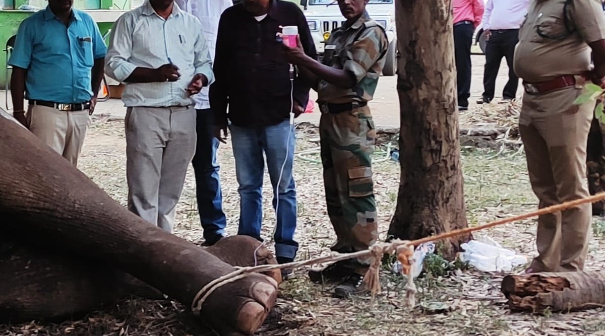 Elephant hit by train near Walayar succumbs to injury | Chennai News ...