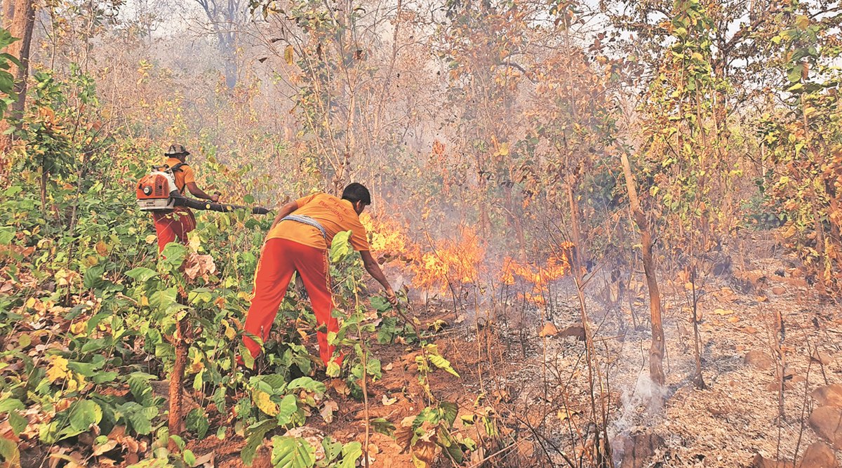 Forest Fire: News, Photos, Latest News Headlines about Forest Fire ...