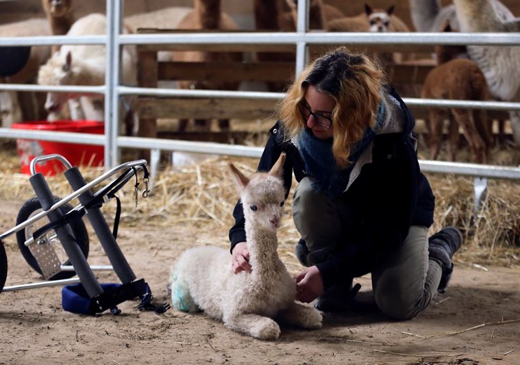 Watch: Orphaned and disabled, baby alpaca walks again with her own set ...
