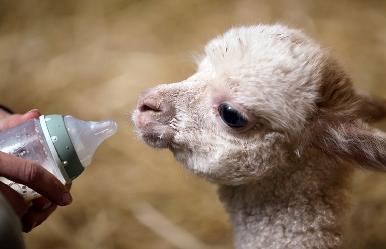 Watch: Orphaned and disabled, baby alpaca walks again with her own set ...