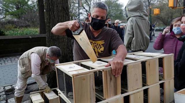 Beehive deliveries keep New Yorkers buzzing on rooftops, backyards ...