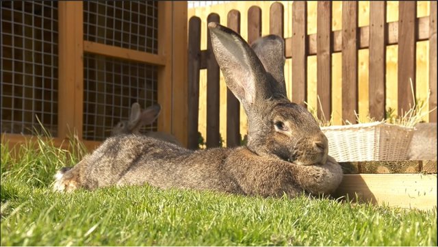 ‘World’s biggest rabbit’ stolen from home in England | Trending News ...