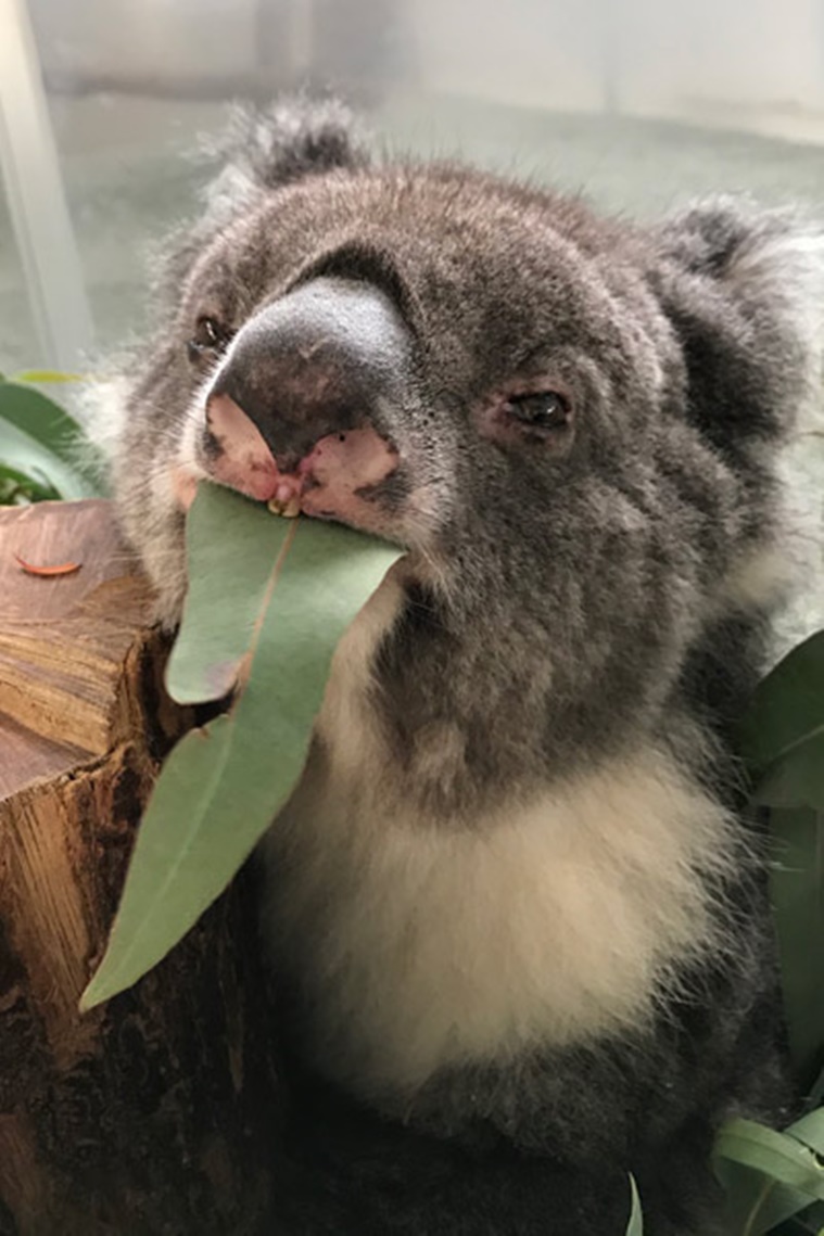 Guinness World Records: Midori, 24-year-old koala, becomes the oldest ...