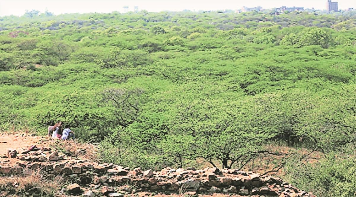 Delhi: Forest dept told to produce satellite images of Ridges to show ...
