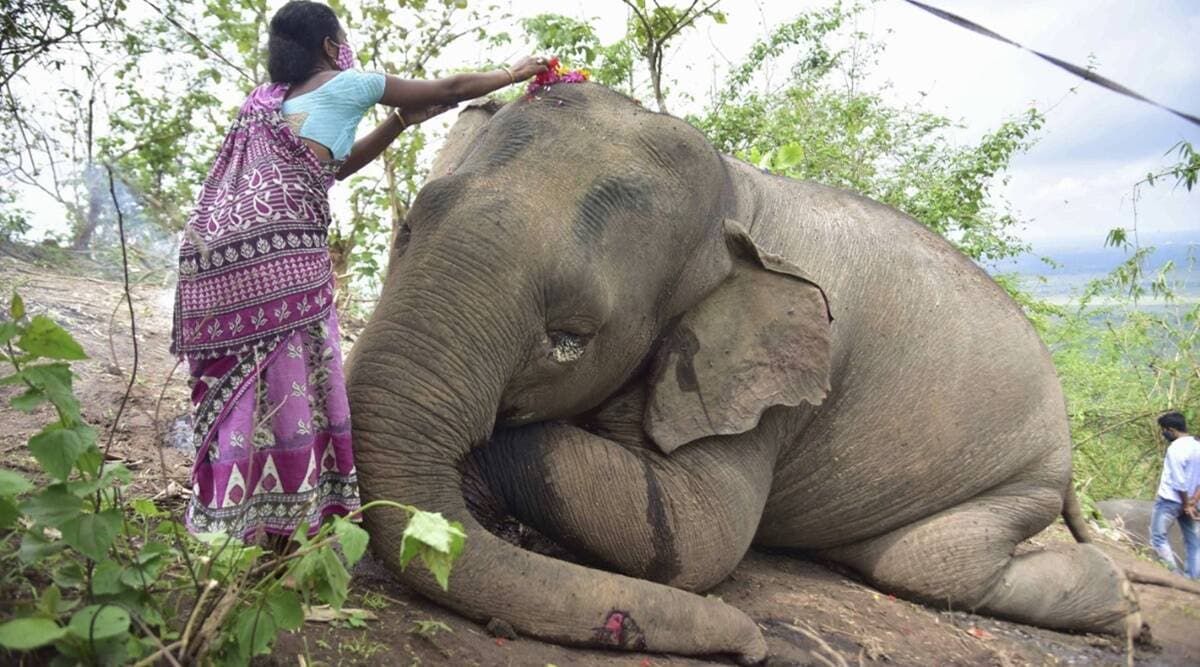 When lightning struck an elephant herd | The Indian Express