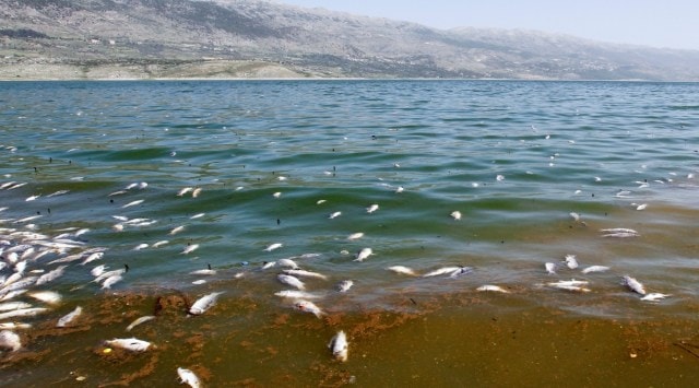 Tonnes of dead fish wash up on shore of polluted Lebanese lake | World ...