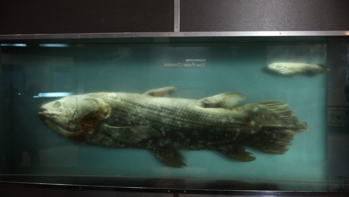 Coelacanth fish, once believed to be extinct, found alive in Indian ...
