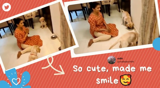 Woman teaches pups to pray before eating meal, sweet video will ...