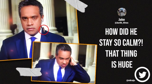 ‘Those cicadas are no jokes’: Reporter squirms as insect crawls up his ...